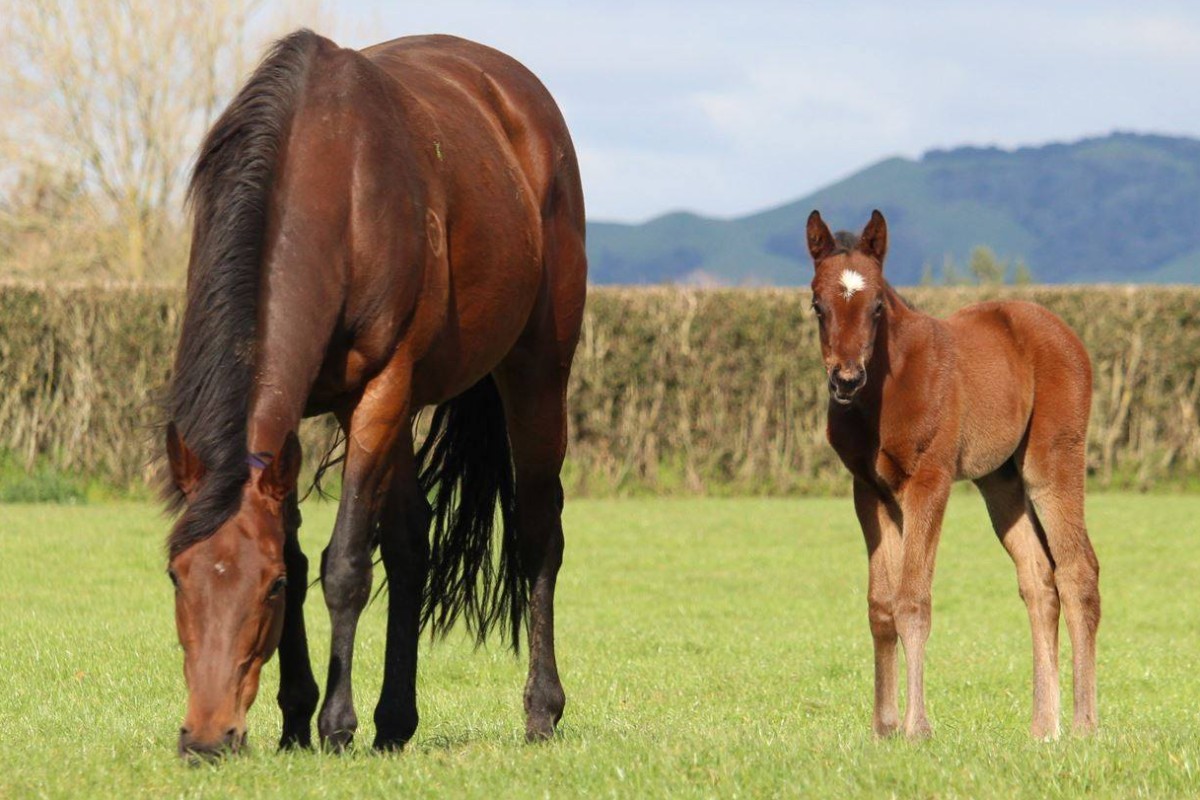 Rookie breeder Fraser Auret strikes gold with boom Hong Kong sprinter ...