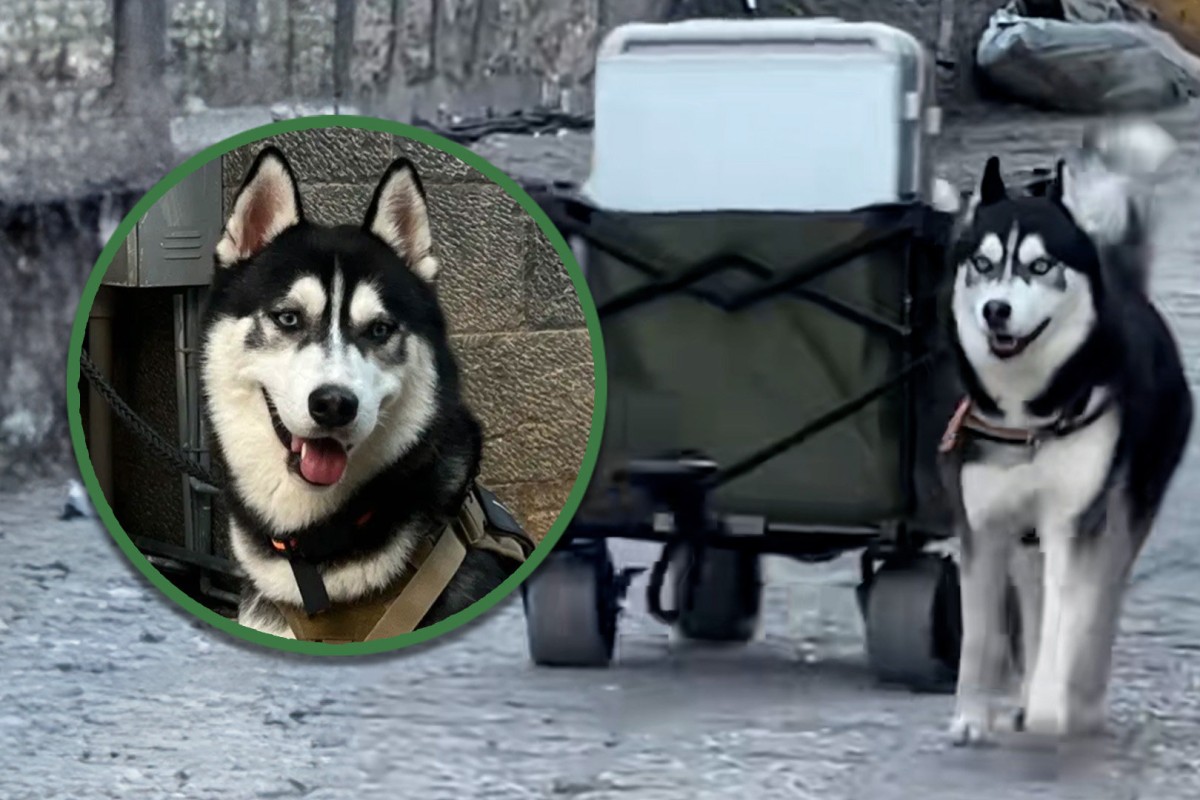 Spark Study Buddy (Explorer): Husky boosts China homestay’s revenue ...