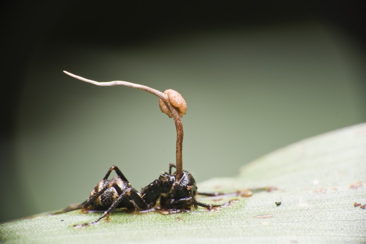 Scientists fight fire ants by turning them into zombies - Young Post ...