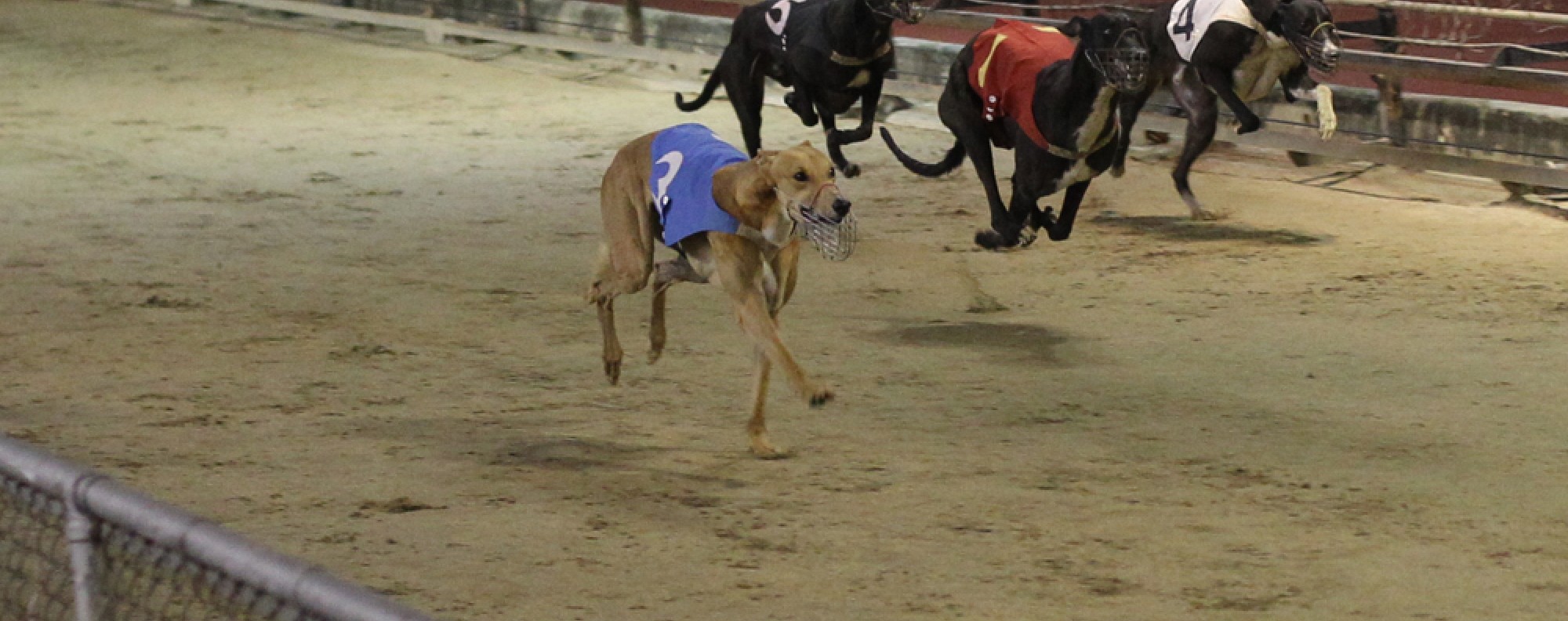 Greyhound Racing Gif