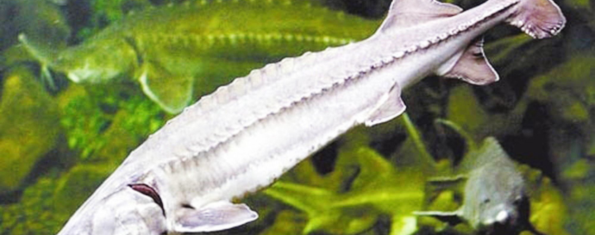 Chinese Sturgeon