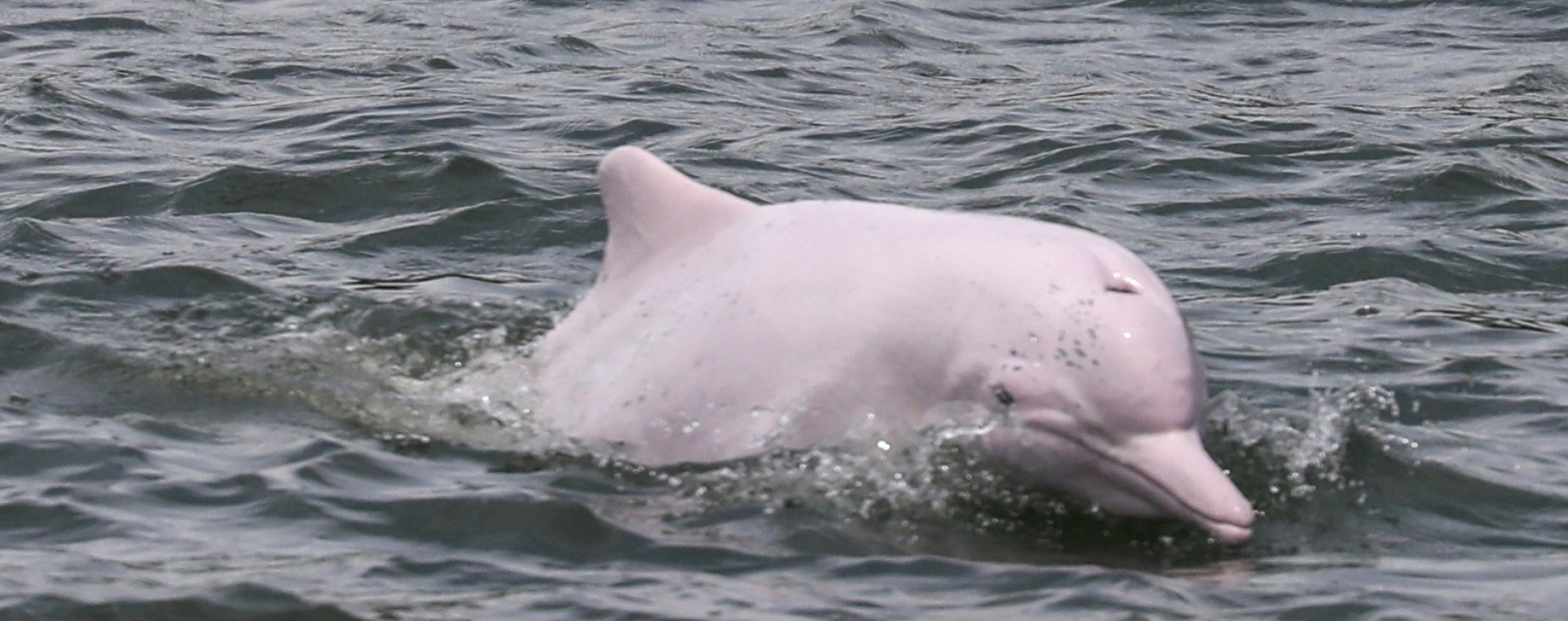 white dolphin name
