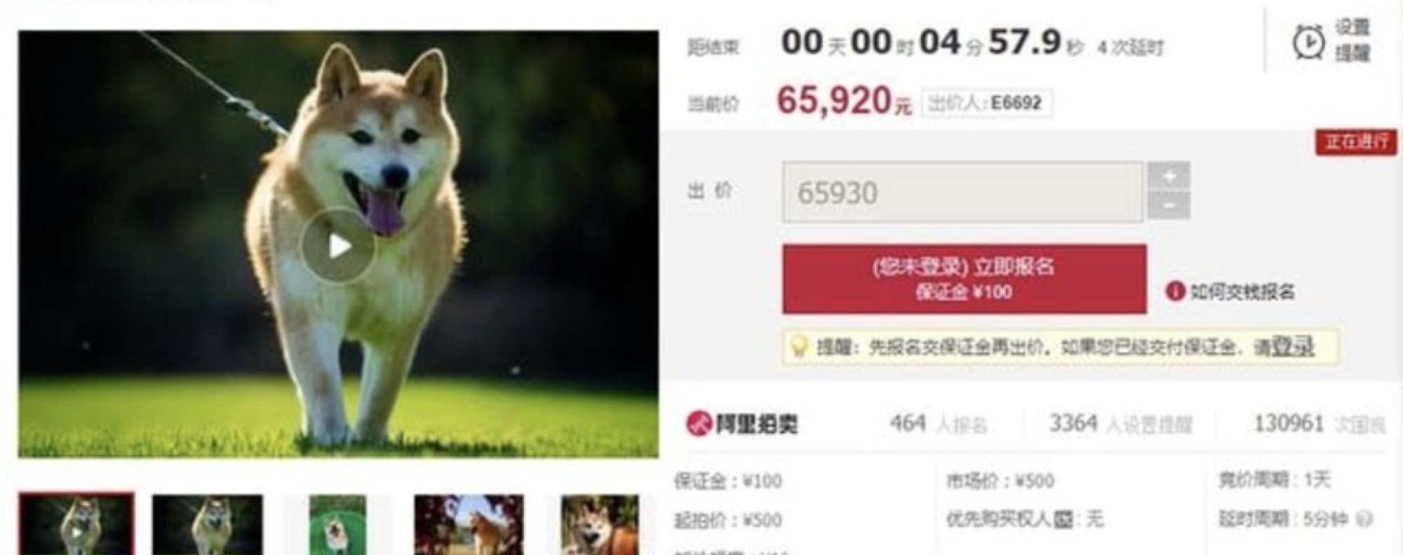 Weebo Dog