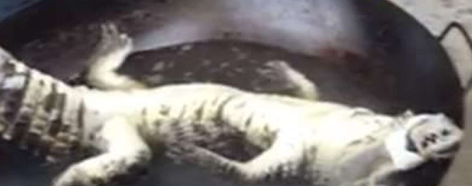 chinese alligator attack