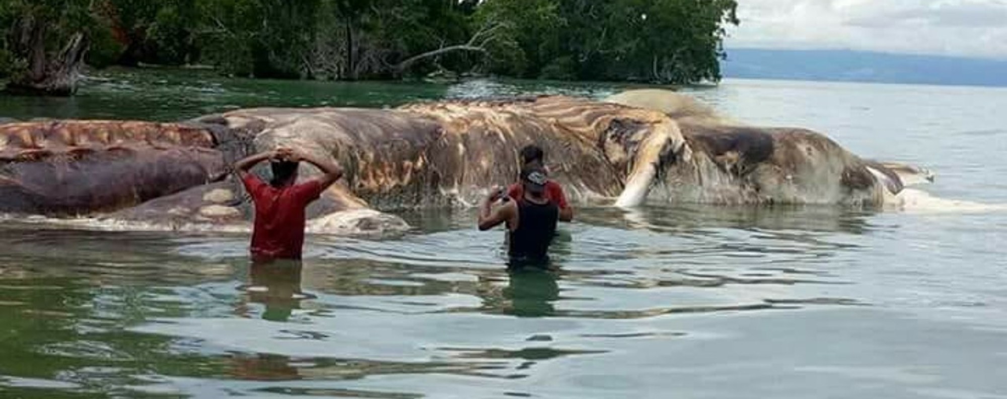 giant creatures found