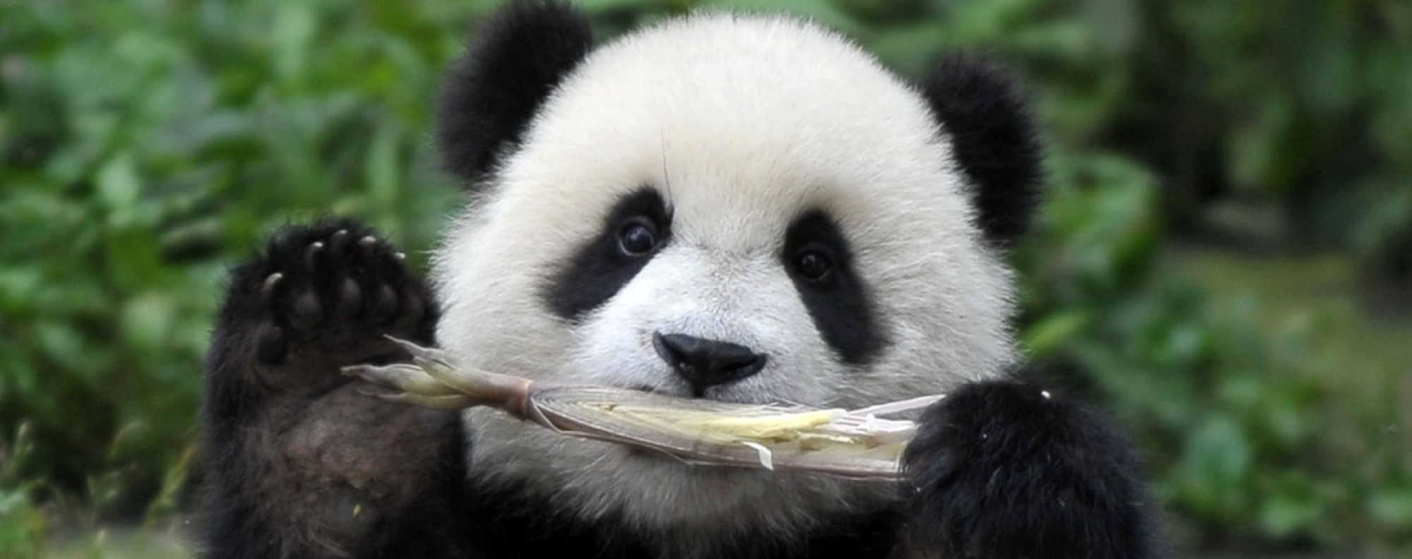 panda eating fish