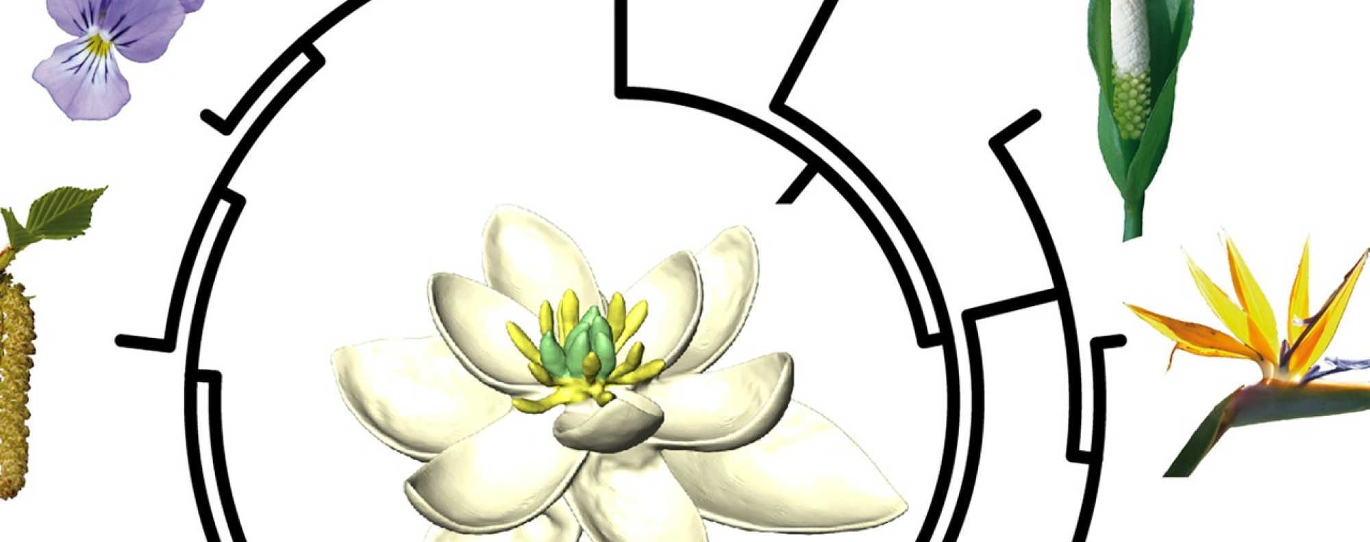 first flowering plants