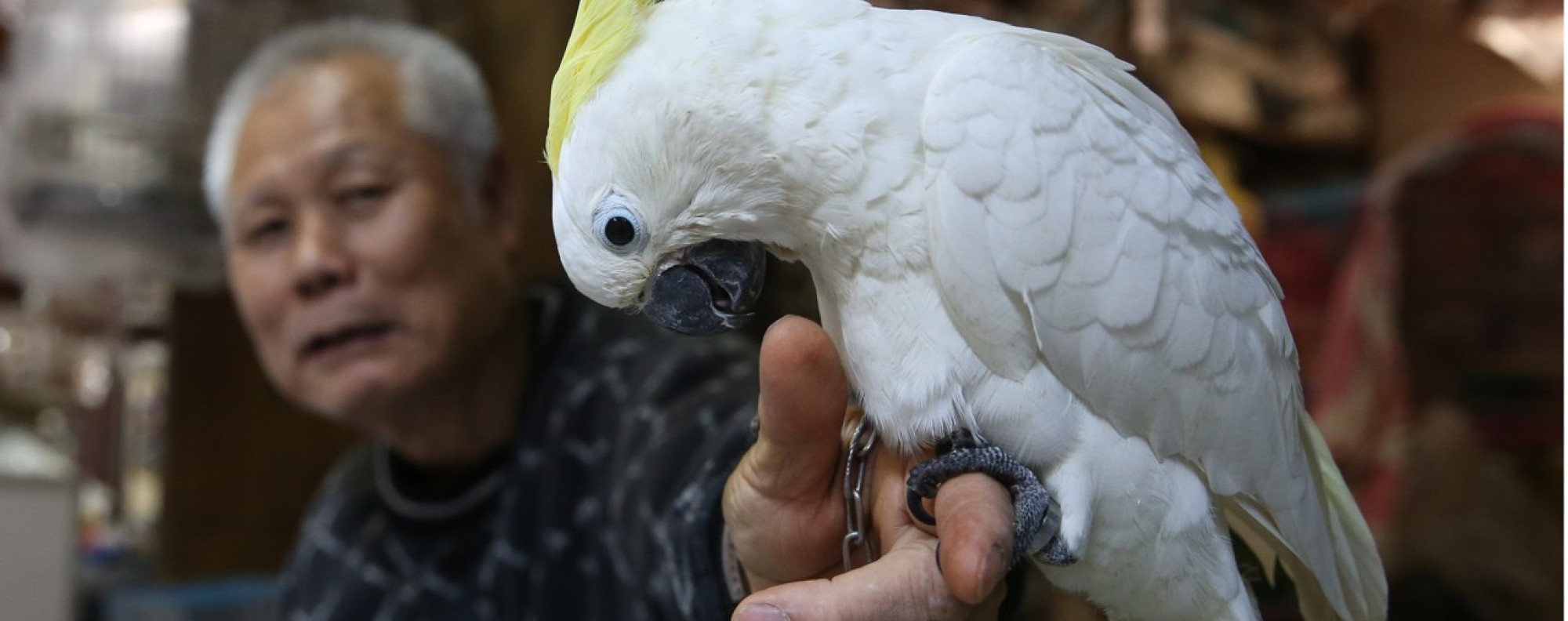 baby cockatoo name