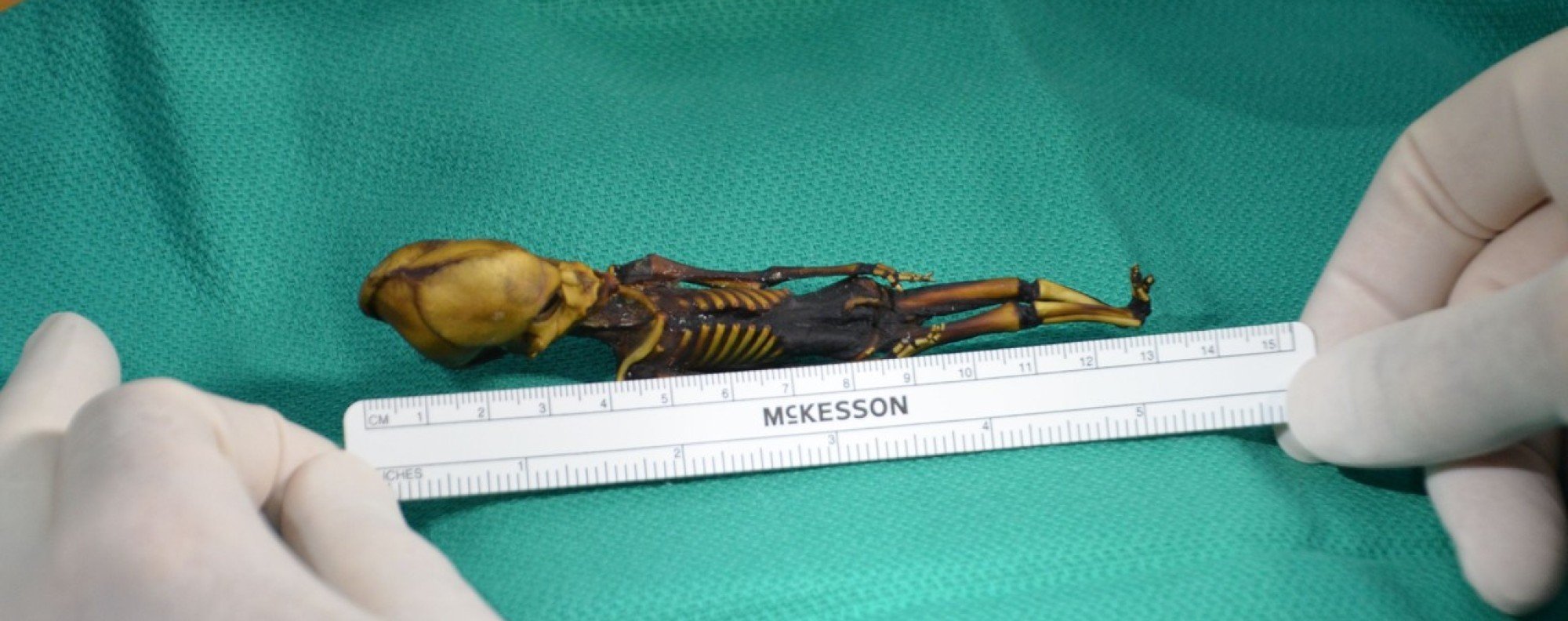 smallest human skeleton ever found