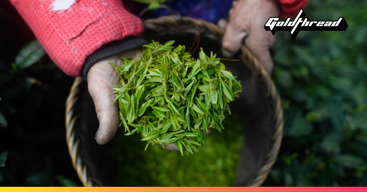 Why tourists flock to Hangzhou in April just to buy longjing tea ...