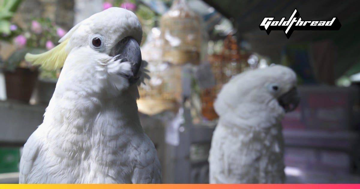 How an endangered cockatoo took over Hong Kong | Goldthread