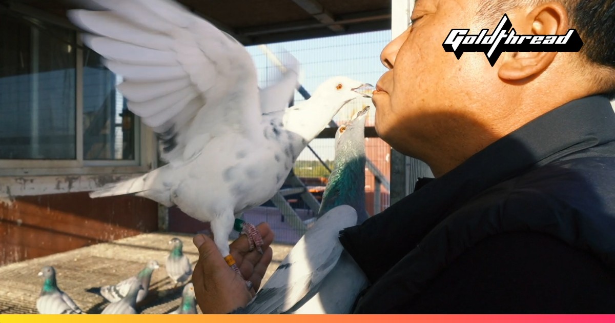 This guy spends more than $85,000 a year raising pigeons | Goldthread