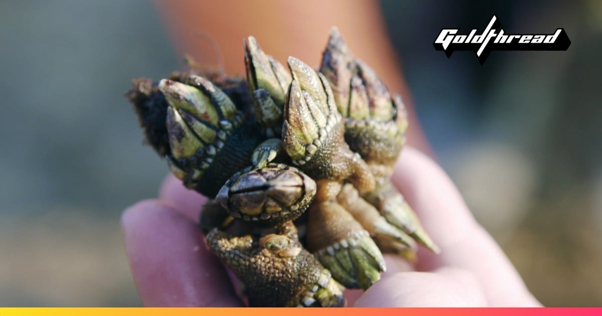 Why Chinese fishermen risk their lives for this $80 gooseneck barnacle ...
