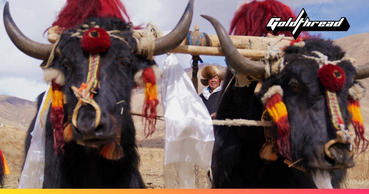Why are yaks called the ‘treasure’ of Tibet? | Goldthread