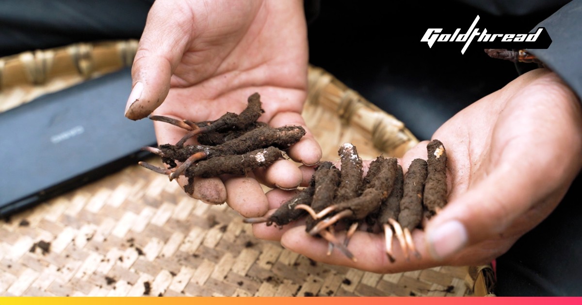 Cordyceps season: Inside the hunt for the world’s most expensive fungus ...