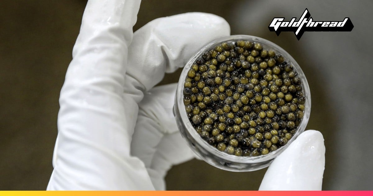 How China’s Kaluga Queen became the biggest caviar supplier of Michelin ...