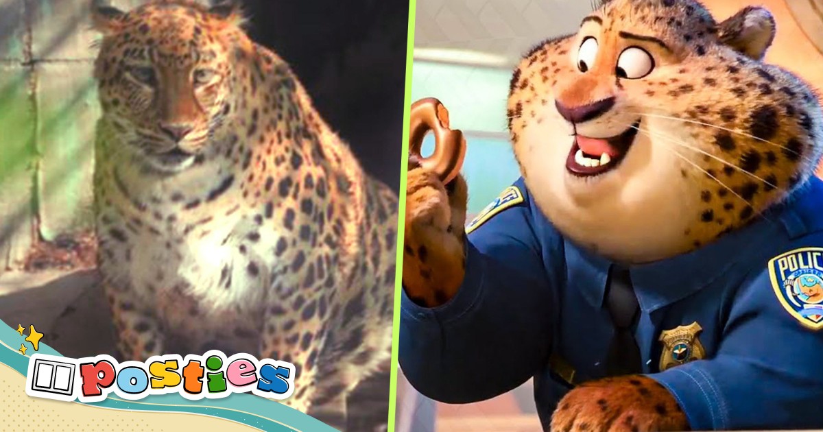 Zoo in China halts weight-loss plan for famous overweight leopard ...
