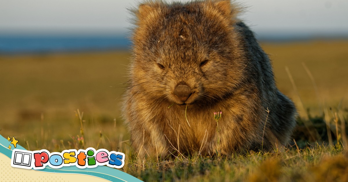 Discover the quirky toilet habits of wombats, sloths, and more | South ...