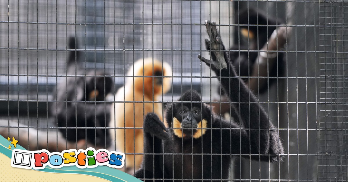 Melioidosis kills more than 10 monkeys at Hong Kong Zoological and ...