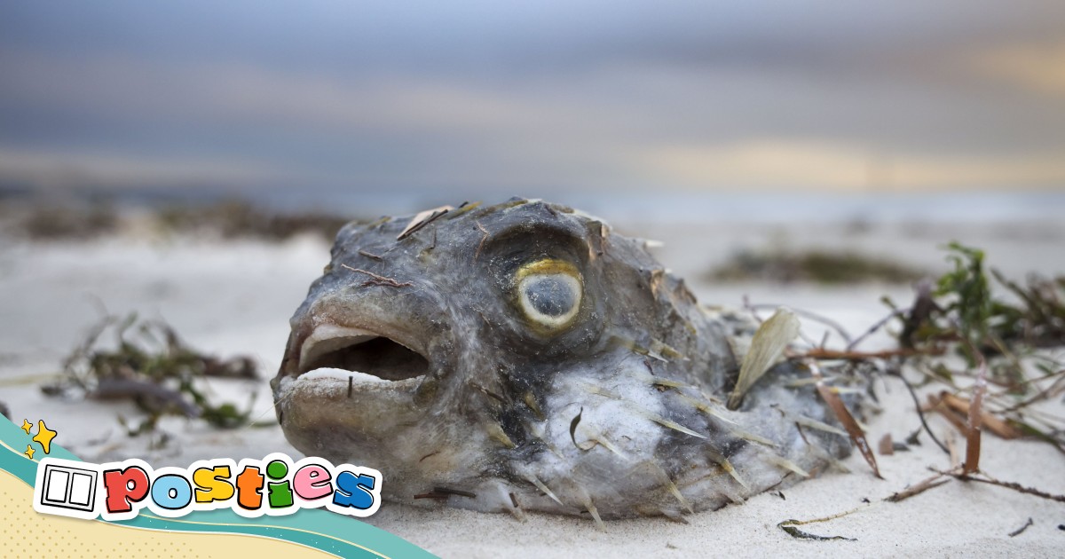 Toxic algae blooms on Australian south coast | South China Morning Post