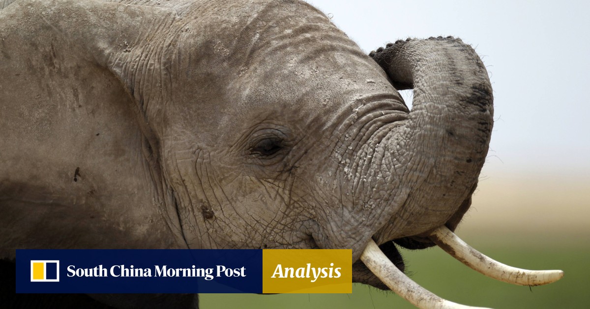 the elephants analysis