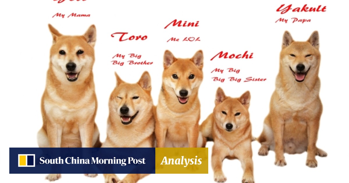 Shiba Inu Size Chart
