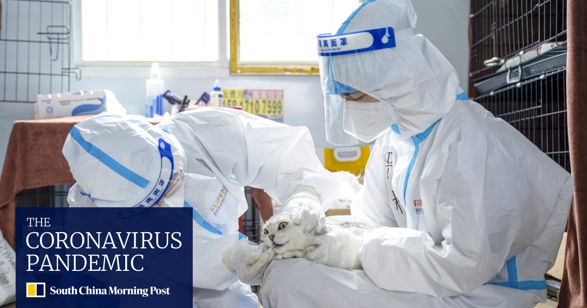 Guangzhou becomes second city in China to open pet quarantine centre ...