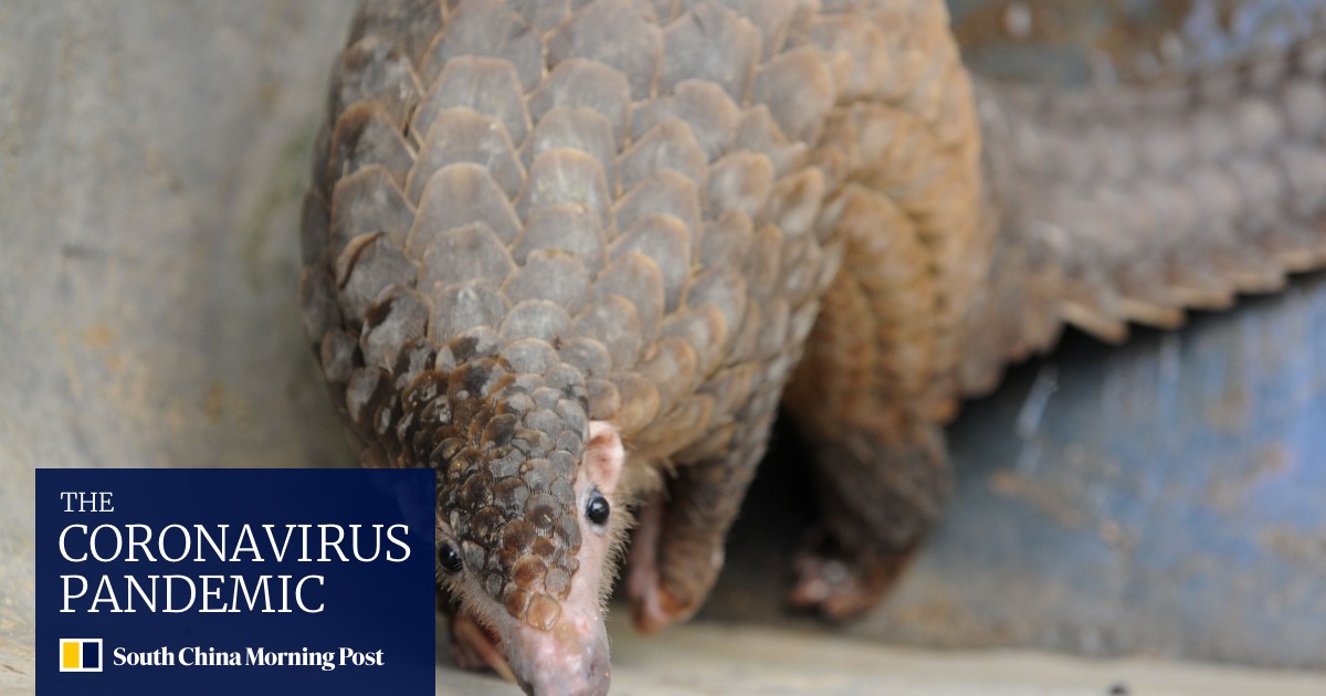 Pangolins may not have passed coronavirus on to humans, Chinese ...