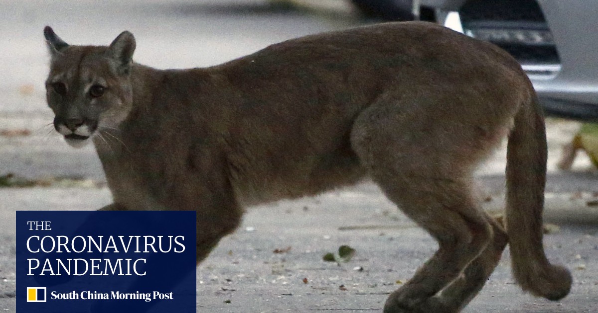 Coronavirus: wild animals take back world’s empty city streets as ...