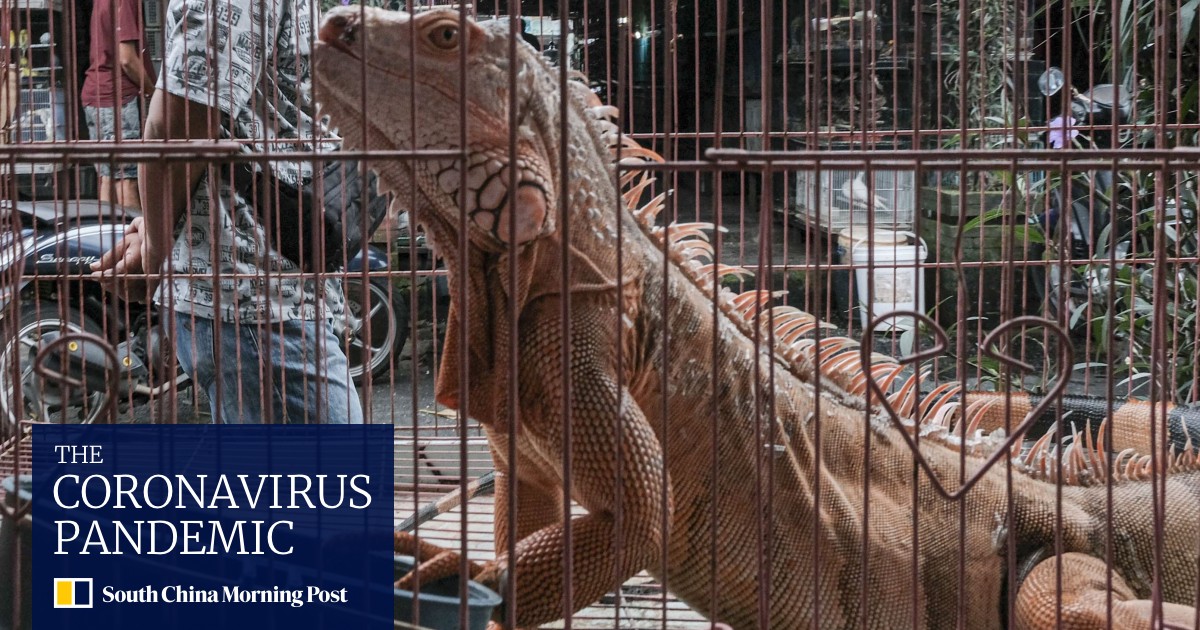 Wet markets selling wildlife – birds, monkeys, bats and more – go quiet ...