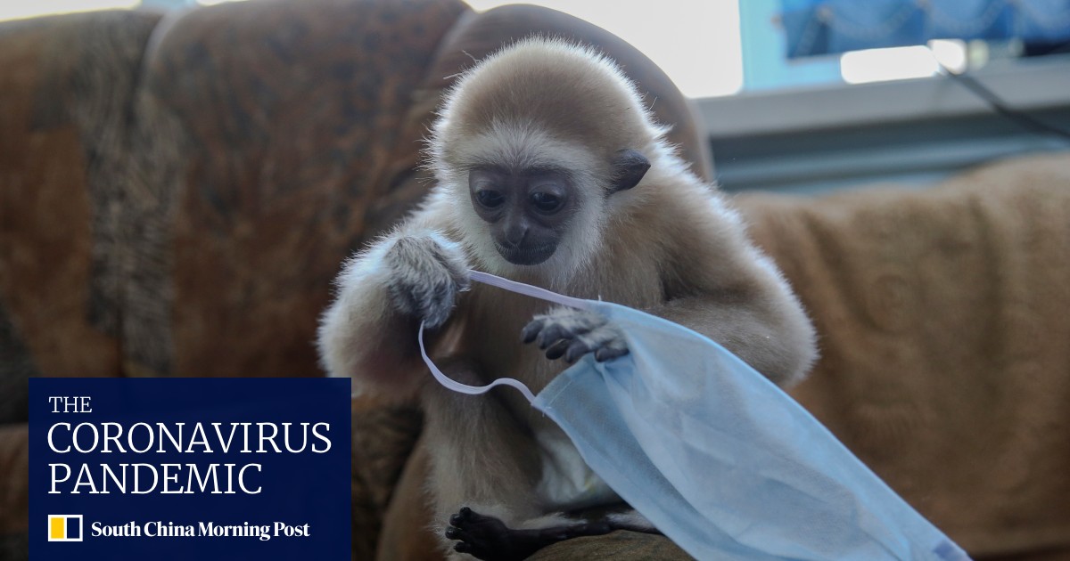 ‘Caged animals’ in coronavirus lockdown now know the pain of those in ...