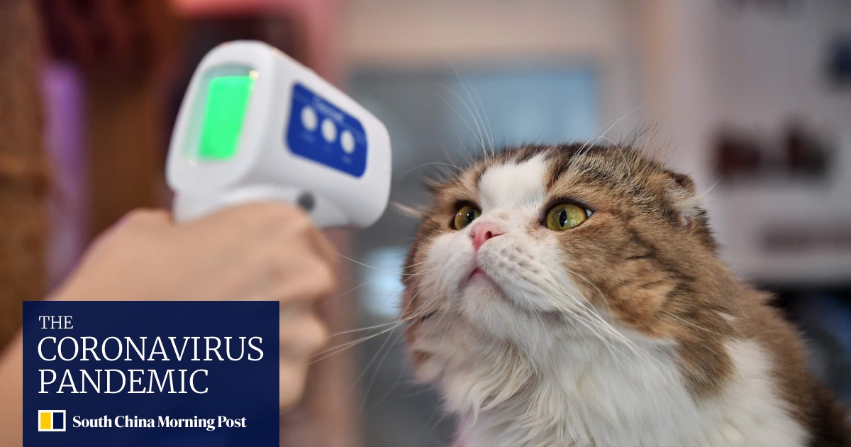 Which animals might coronavirus attack most easily? Study rates 48 ...