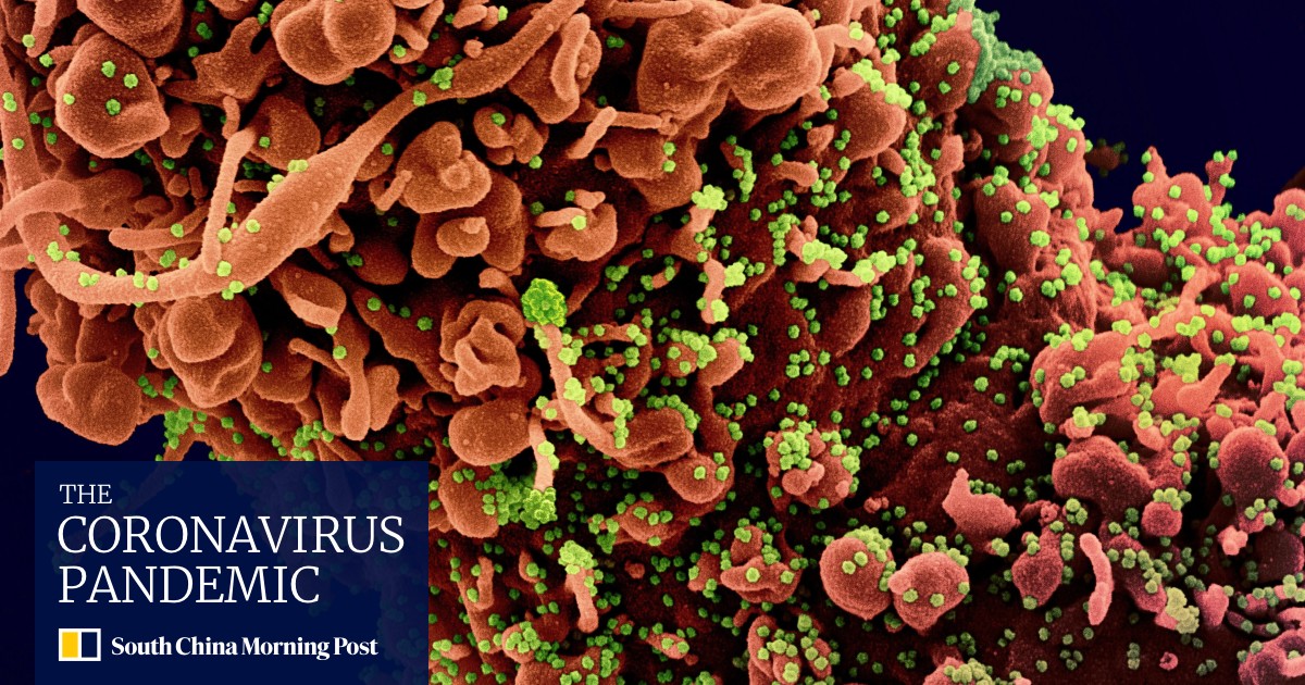 Coronavirus: new Hong Kong study finds no evidence of dog-to-human ...