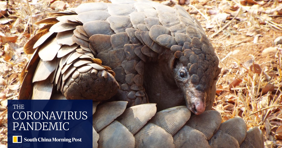 Pangolin trade highlights loopholes in rules to prevent spread of ...