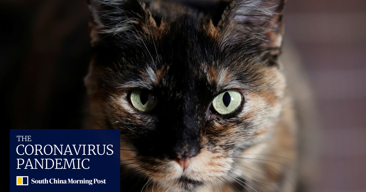 Cat drug shows promise against coronavirus in lab tests, Chinese ...