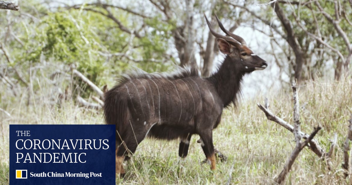 Impala steaks, anyone? African game reserve sells bush meat to survive ...