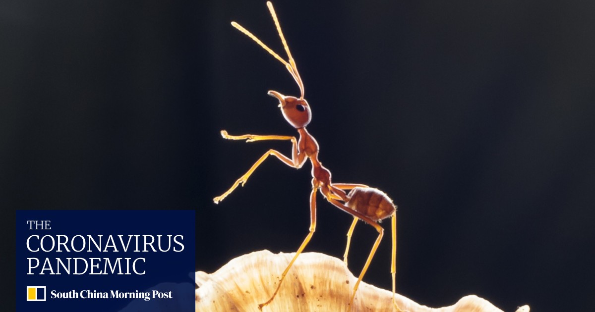 Role-playing as ants to escape stress of Covid-19, millions join ...