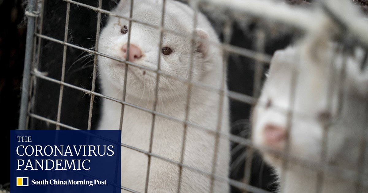 Coronavirus: culled mink rise from graves in Denmark after botched mass ...