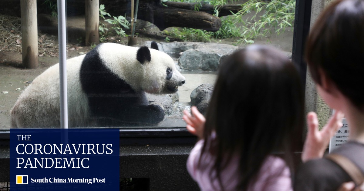 Panda diplomacy: tears of joy as China extends Xiang Xiang’s stay in ...
