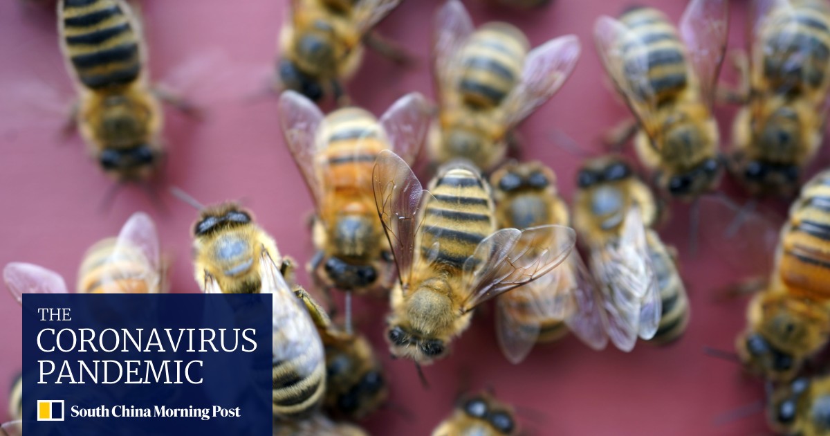 Dutch scientists train bees to detect coronavirus infections ...