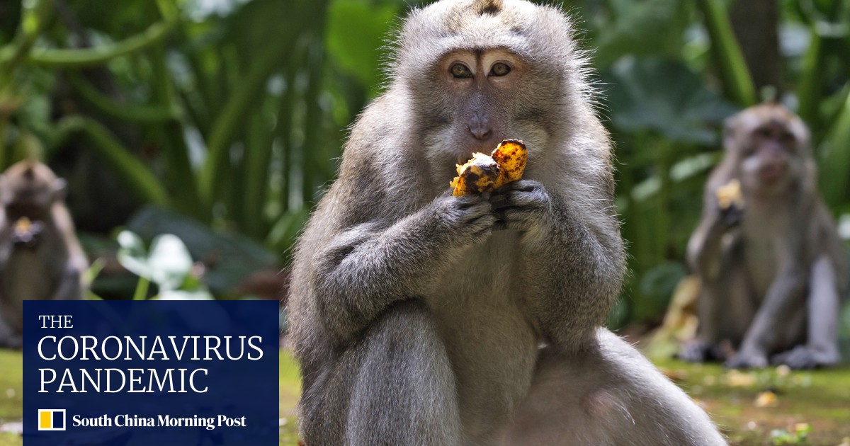 As coronavirus keeps tourists away from Bali, hungry monkeys raid homes ...