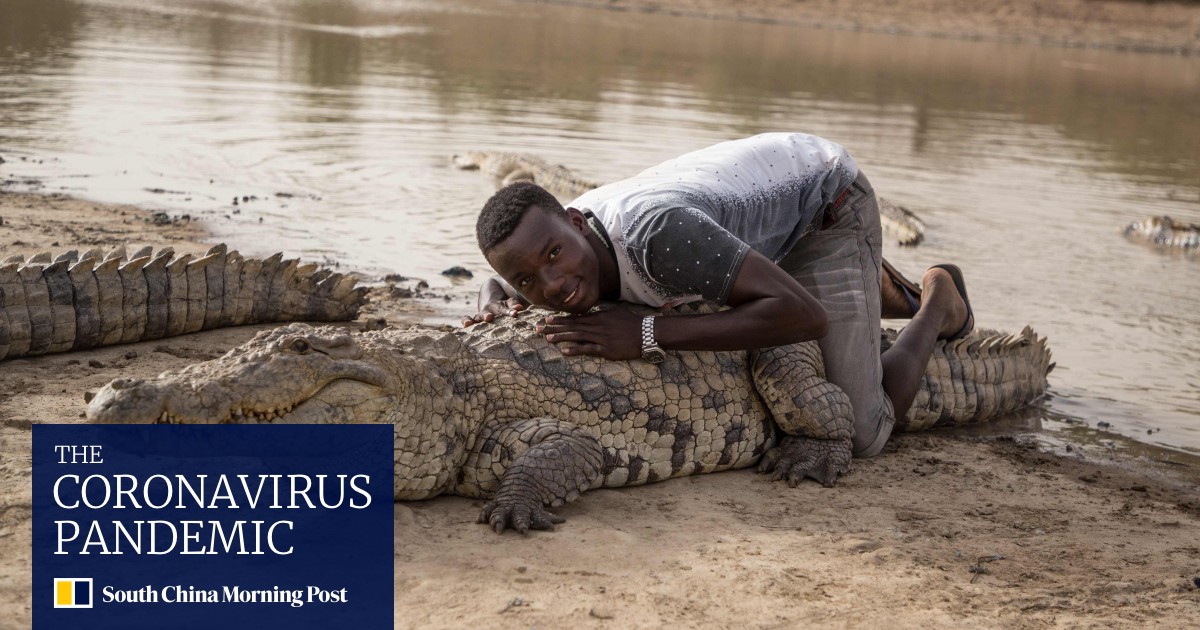 Coronavirus takes a bite from cult of sacred crocodiles in Africa ...