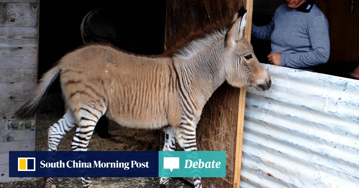 zebra cross donkey