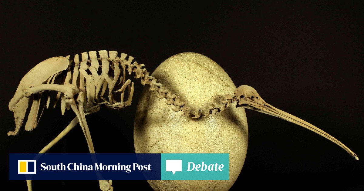 kiwi egg skeleton