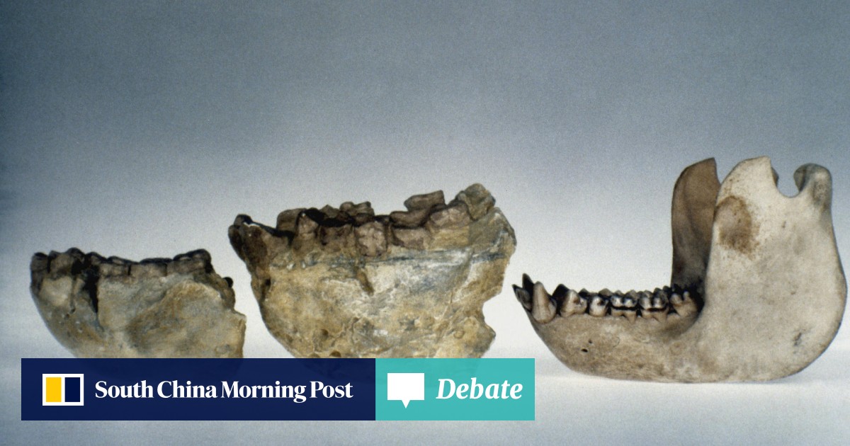 Gigantopithecus Blacki Brain Size