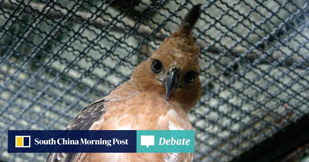 javan hawk eagle population