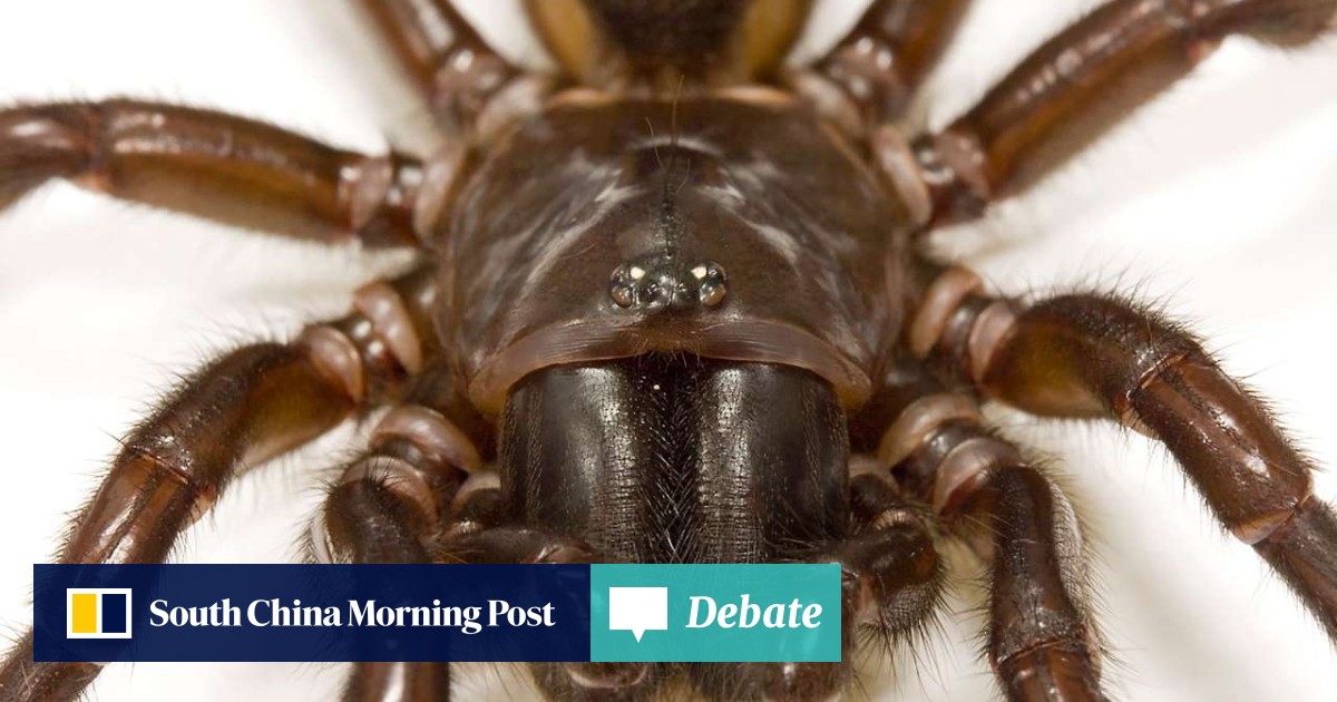 funnel web spider web bite