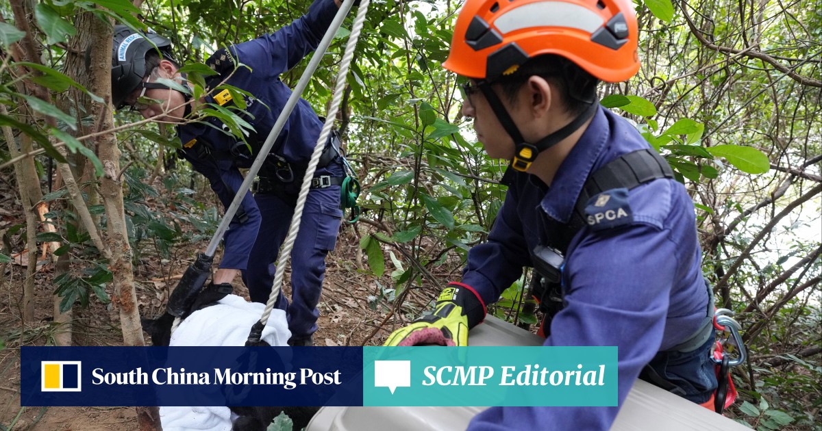 Editorial | Step up patrols to ward off Hong Kong poachers | South ...