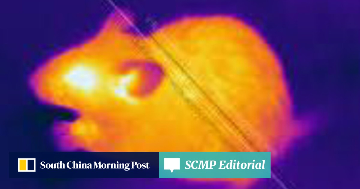 Editorial | Tracking Hong Kong’s rat activity puts AI to good use ...