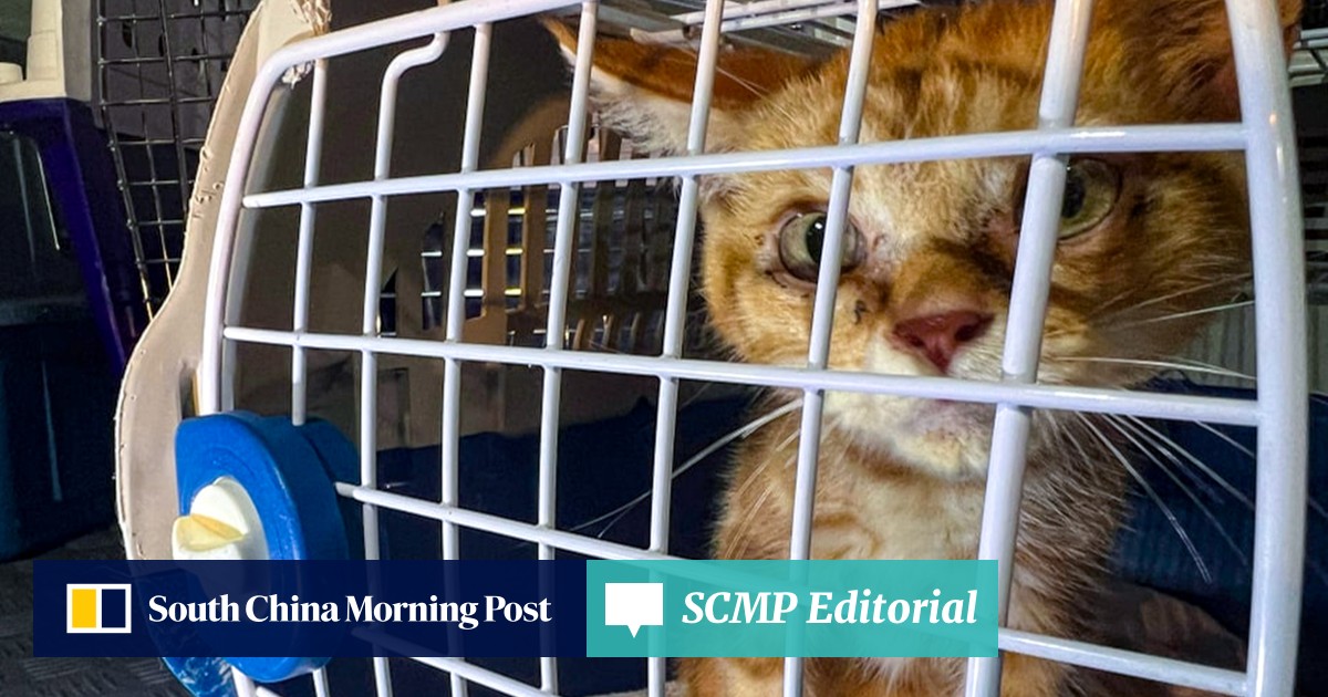 Editorial | Stricter Hong Kong law on animal cruelty long overdue ...